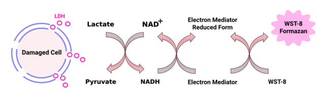 LDH Cytotoxicity Colorimetric Assay (TBS2002) – Tribioscience