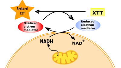XTT Cell Viability Assay – Tribioscience