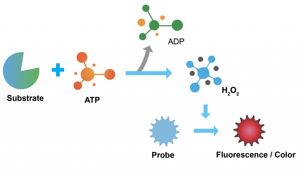 ATP Colorimetric/Fluorometric Assay Kit – Tribioscience ATP Colorimetric/Fluorometric Assay Kit – Tribioscience