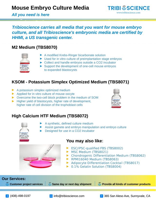 Mouse Embryo Culture Media – Tribioscience